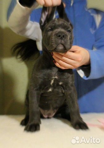 Шикарные крупные щенки Кане Корсо