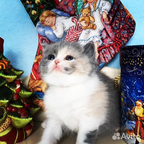 Шотландская девочка трехцветная последняя vistabim