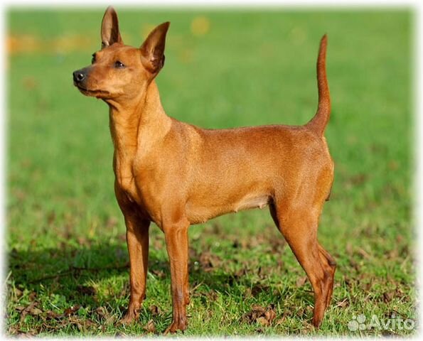 Цвергпинчер