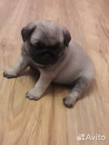 Очаровательные мопсики