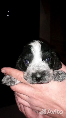 Щенок русского кокер-спаниеля