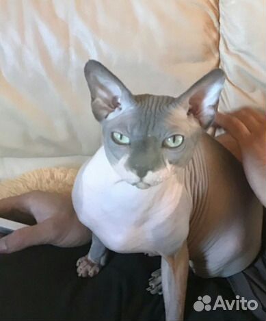 Канадский сфинкс мальчик кот в добрые руки