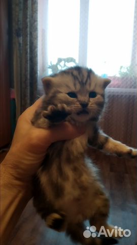 Котята в резерв британские