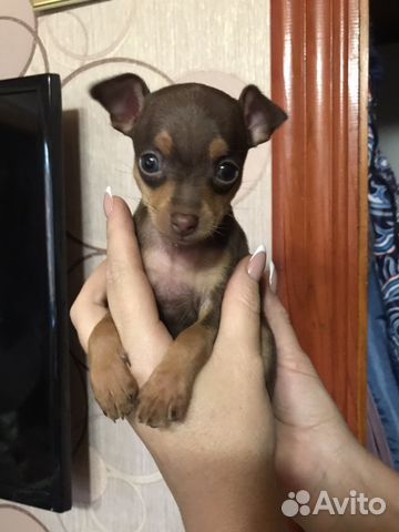 Той-терьер девочка