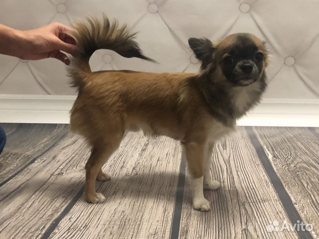 Мальчик чихуахуа