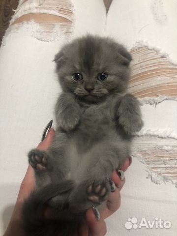 Шотландские вислоухие котята