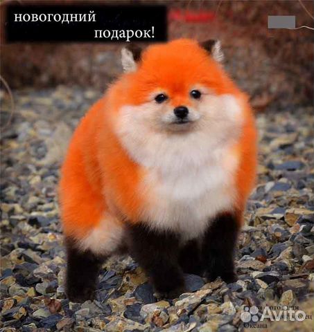 Продаются шпицы разных окрасов мальчики и девочки