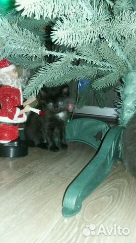 Котята - лучший подарок