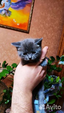 Шотладский котенок страйт остался поледний мальчик
