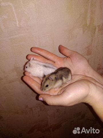 Джунгарские хомяки