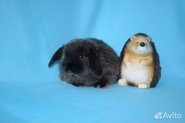 Карликовый кролик - Mini-lop - Коричневый мардер
