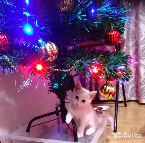 Котенок