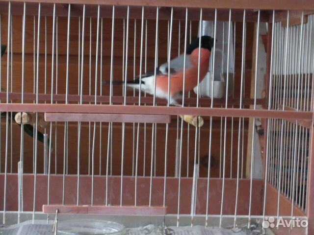 Снегирь,щегол