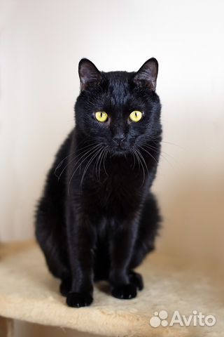 Чёрный кот Повери