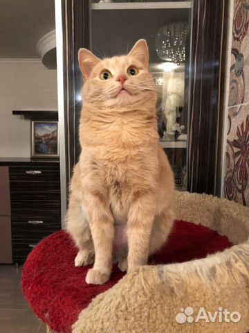 Солнечная Весна ищет заботливую семью