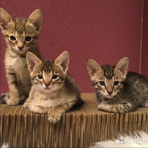 Котята, Саванна Ф5 сбт