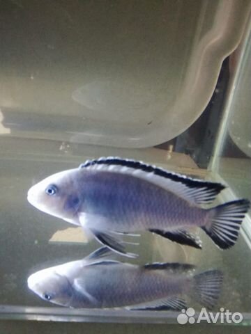 Самец Цихлида пиндани