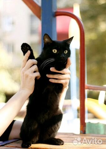 Котик с рыжими глазами-блюдцами ищет маму