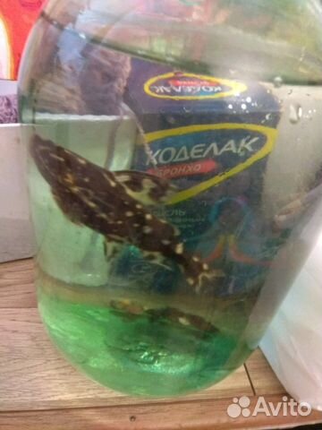 Сом Агамикс