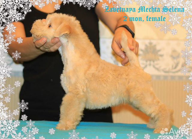 Продам щенка лейкленд терьера