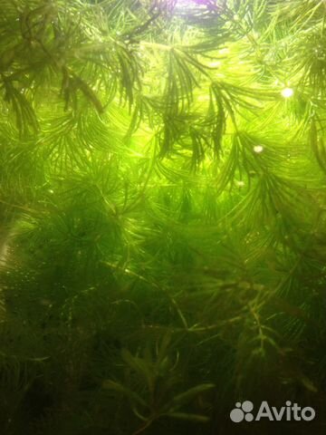 Роголистник погруженный