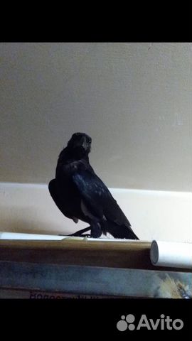 Ворон ручной