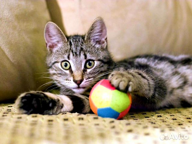 Мальчик котенок