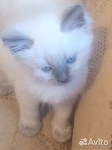 Котёнок с картинки