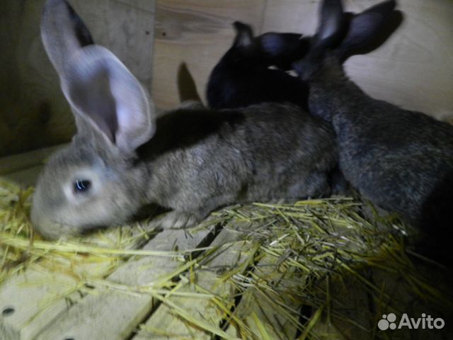 Продам крольчат породы фландер
