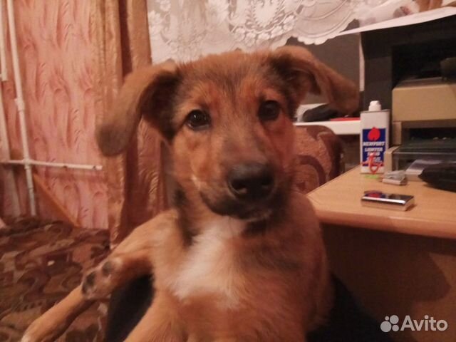 Отдам щенка(немного дебил)
