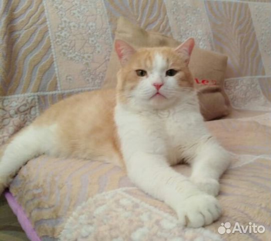 Красавец Борис