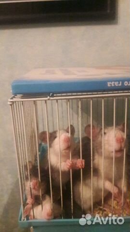 Крысята декоративные хаски