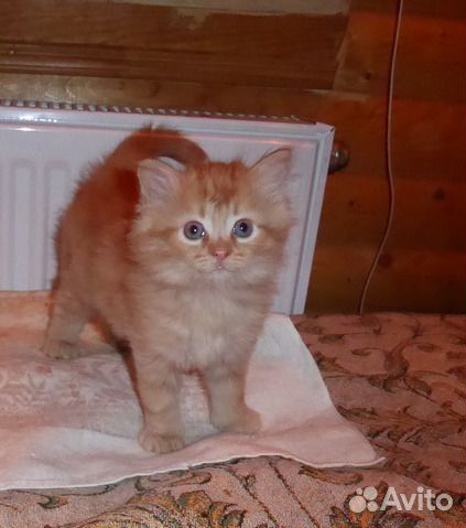 Отдам кремового котенка