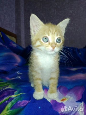 Котенок сибирский