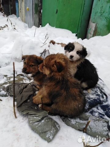 Щенята в добрые руки