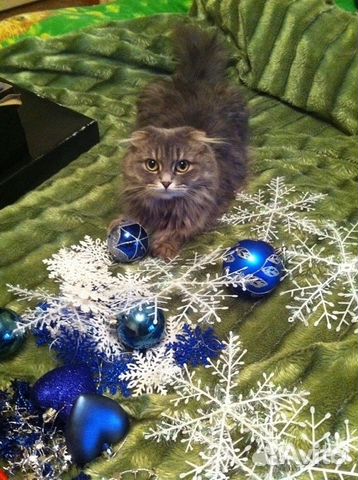 Продается кошка