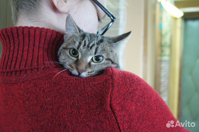 Большеглазая кошка