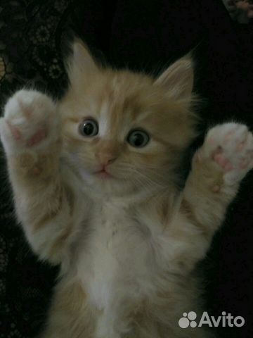 Котенок мальчик