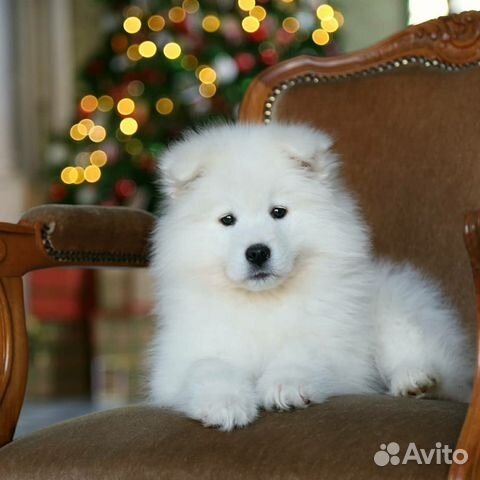 Щенки самоеда