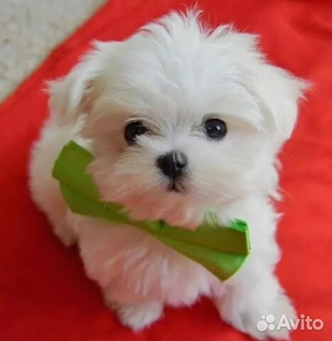 Крошечные мальтезе