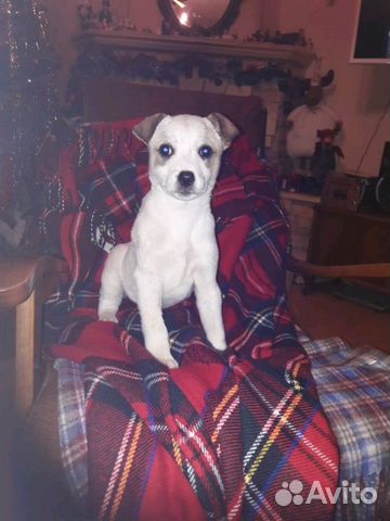 Милые сестрички ищут дом, 3 месяца, хорошие звоноч