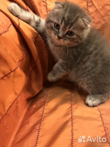 Котята породы шотландская вислоухая