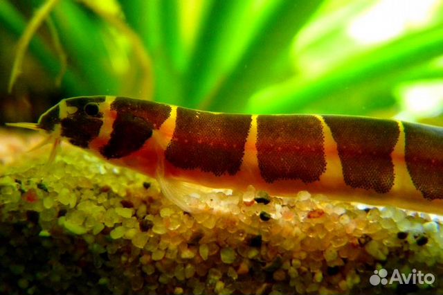 Акантофтальмус Куля