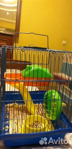 Хомячок Сирийский