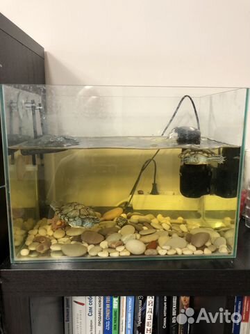 Водоплавающие черепахи с аквариумом, фильтром для