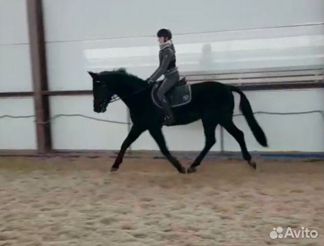 Эффектный ганноверский мерин от нем.производителя