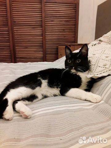 Антошка, 6 месяцев