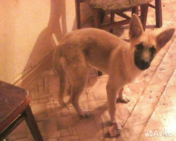 Продам собаку