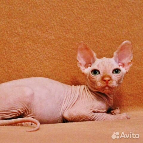 Маленький красавчик