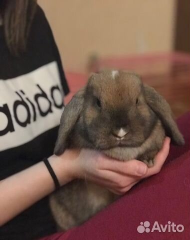 Вязка кролика